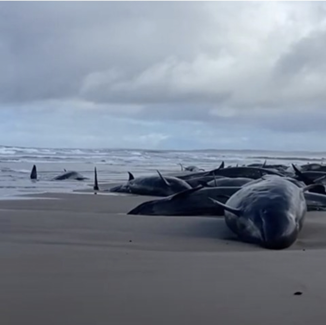 Na plaži u Australiji nasukano više od 150 kitova. "Nije sigurno za ...